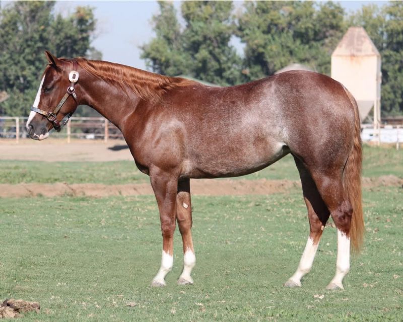 Red Sorrel Horse